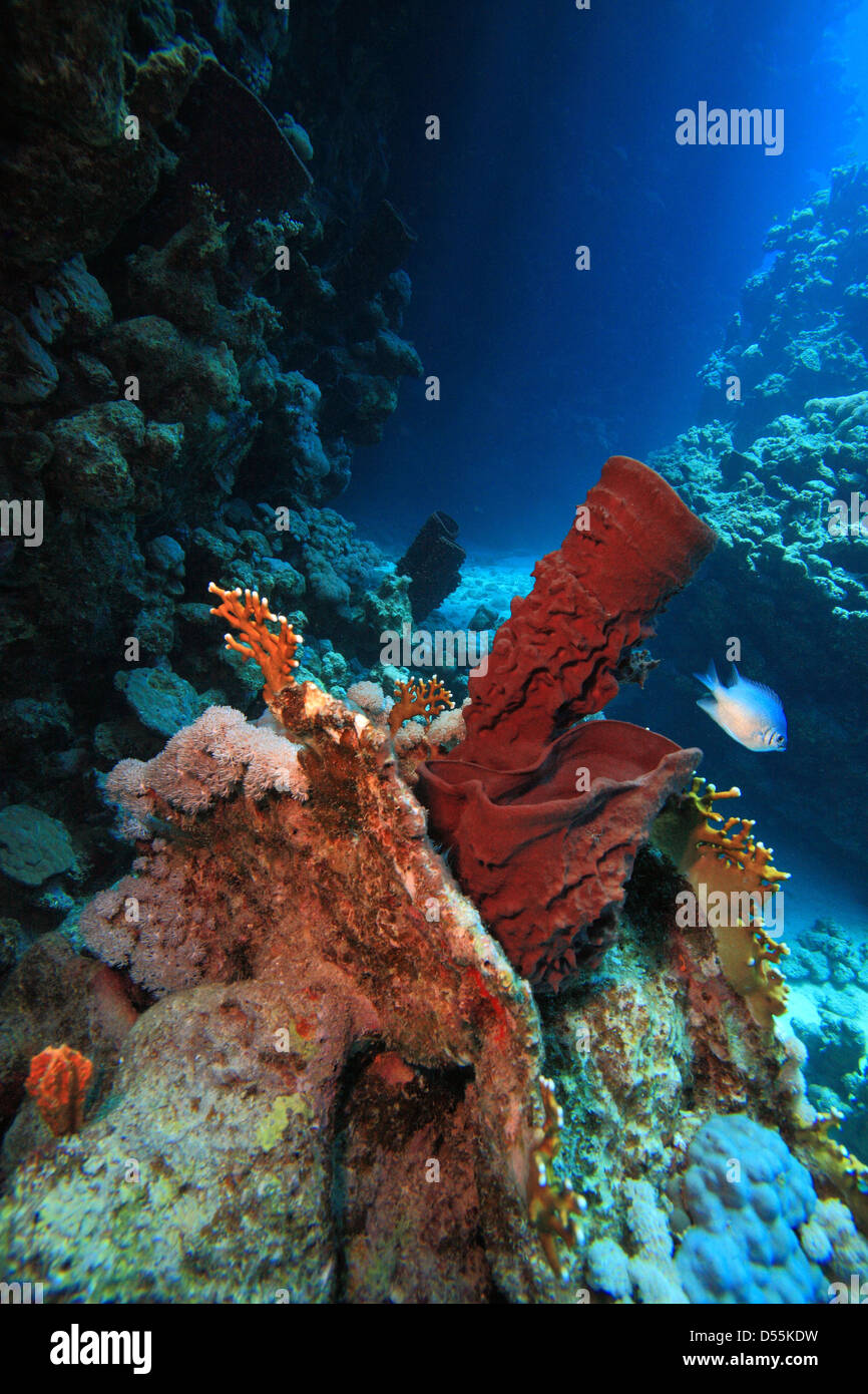 Marine Life in the Red Sea Stock Photo - Alamy