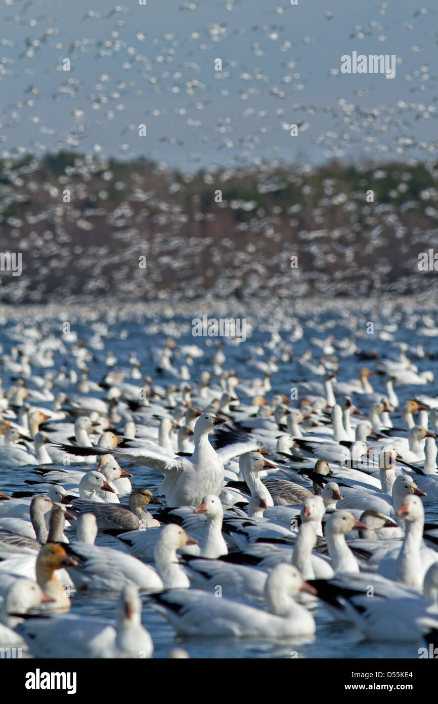 Snow Goose migration in Canada Stock Photo - Alamy