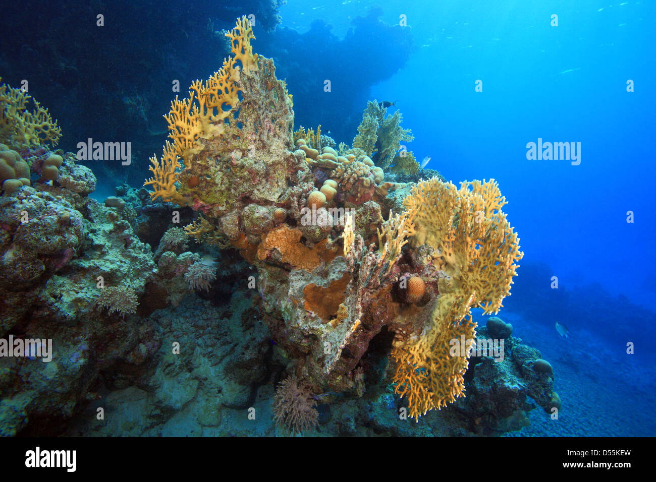 Marine Life in the Red Sea Stock Photo - Alamy