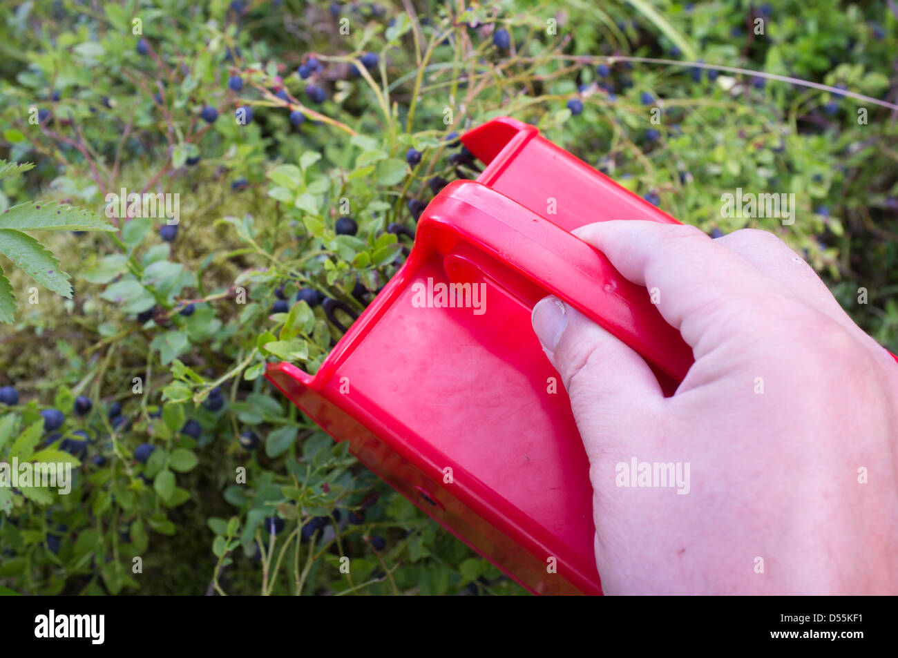 Plastic berry picker . Used when picking wild blueberries , Finland ...