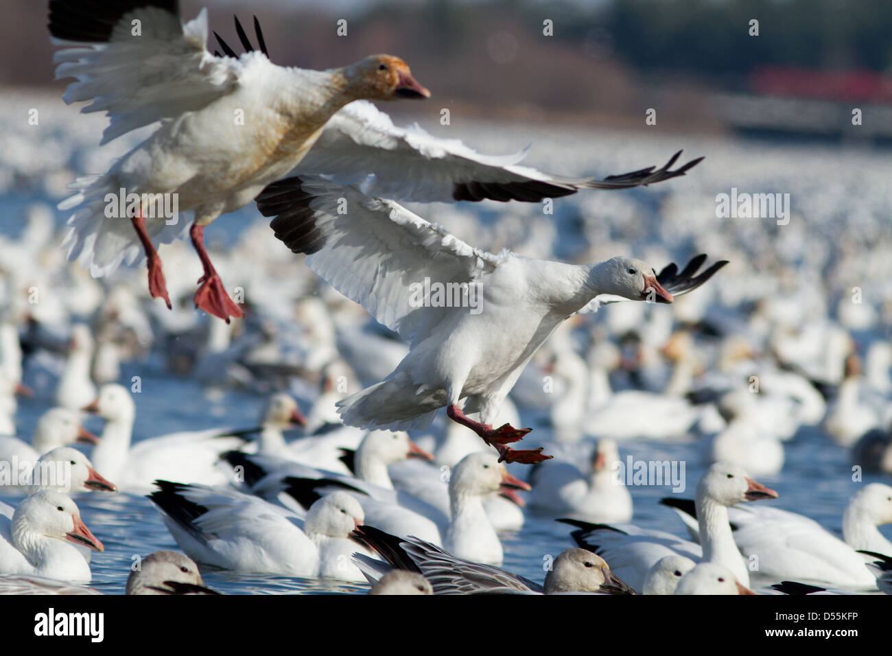 Snow Goose migration in Canada Stock Photo - Alamy