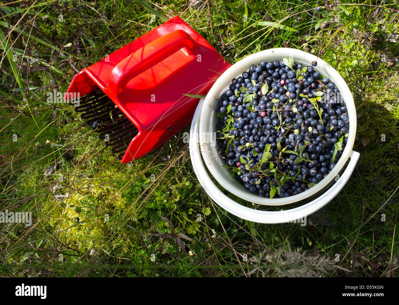 White plastic red view huckleberries picking hi-res stock photography ...