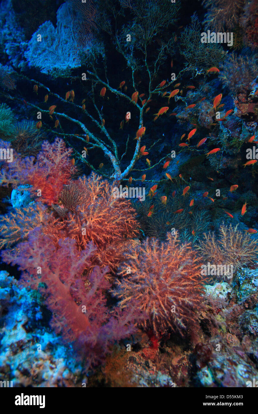 Marine Life in the Red Sea Stock Photo - Alamy