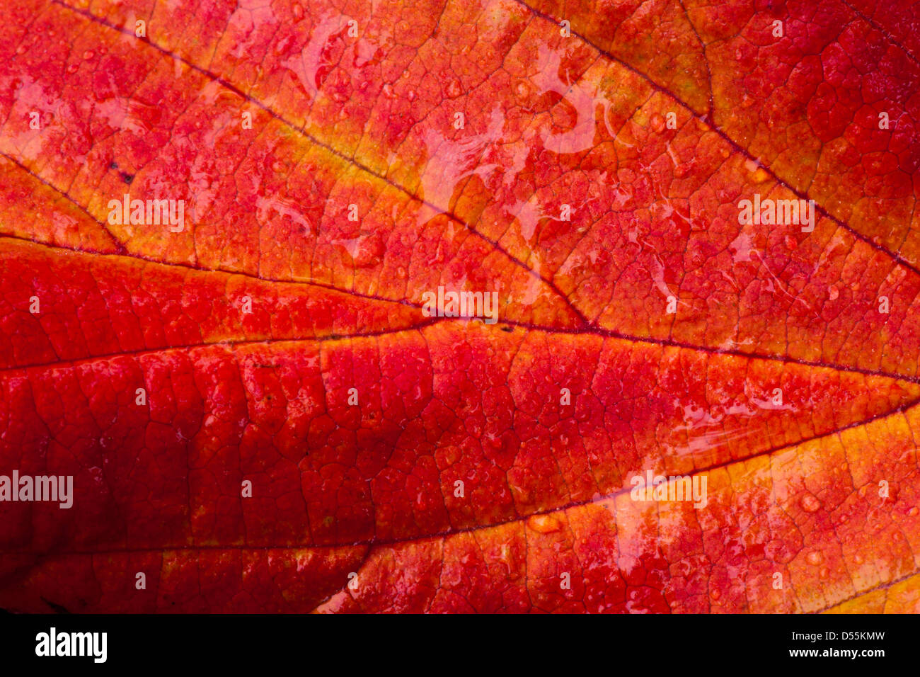 Red persian hi-res stock photography and images - Alamy