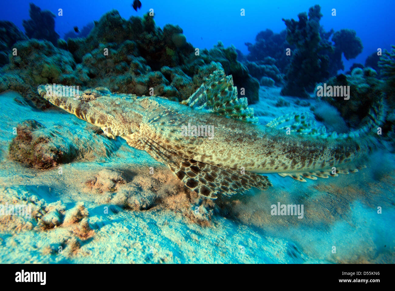 Marine Life in the Red Sea Stock Photo - Alamy