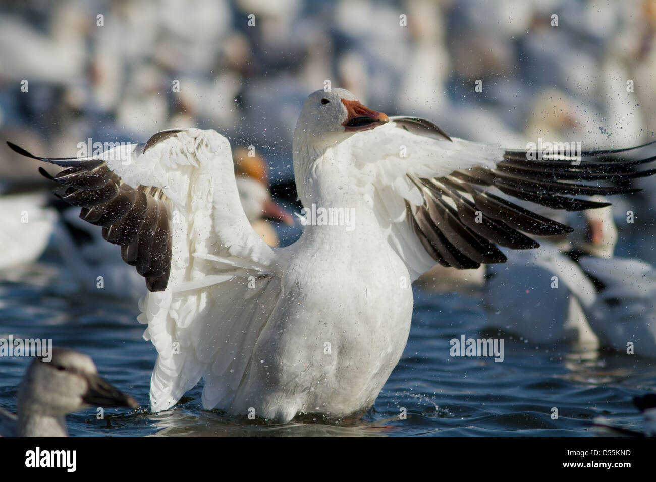 Snow Goose migration in Canada Stock Photo - Alamy