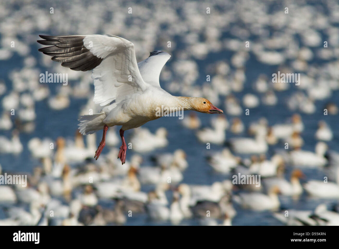 Snow Goose migration in Canada Stock Photo - Alamy