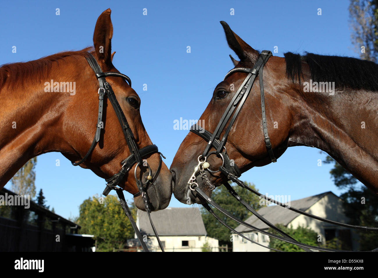 Berlin, Germany, horses sniff Stock Photo - Alamy