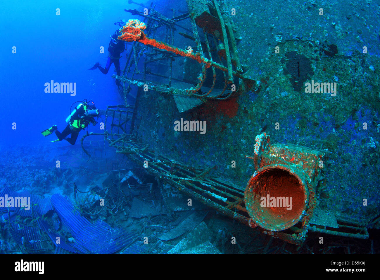 Marine Life in the Red Sea Stock Photo - Alamy