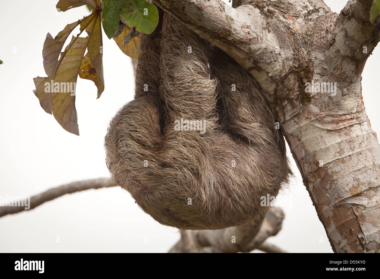 Three-toed Sloth, Bradypus variegatus, in a Cecropia tree beside Rio ...