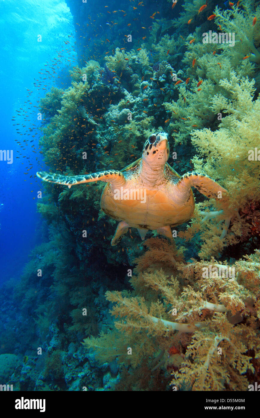 Marine Life in the Red Sea Stock Photo - Alamy