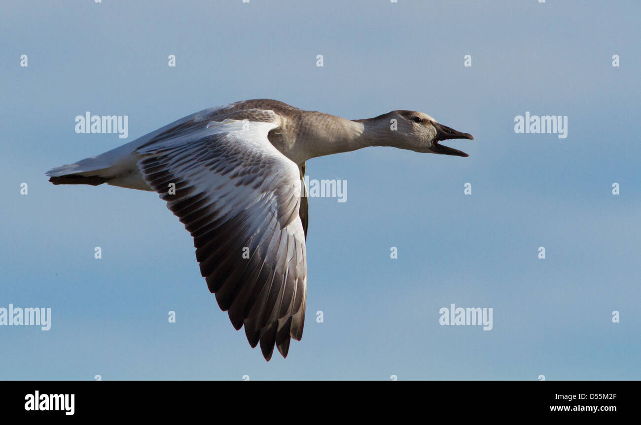Snow Goose migration in Canada Stock Photo - Alamy