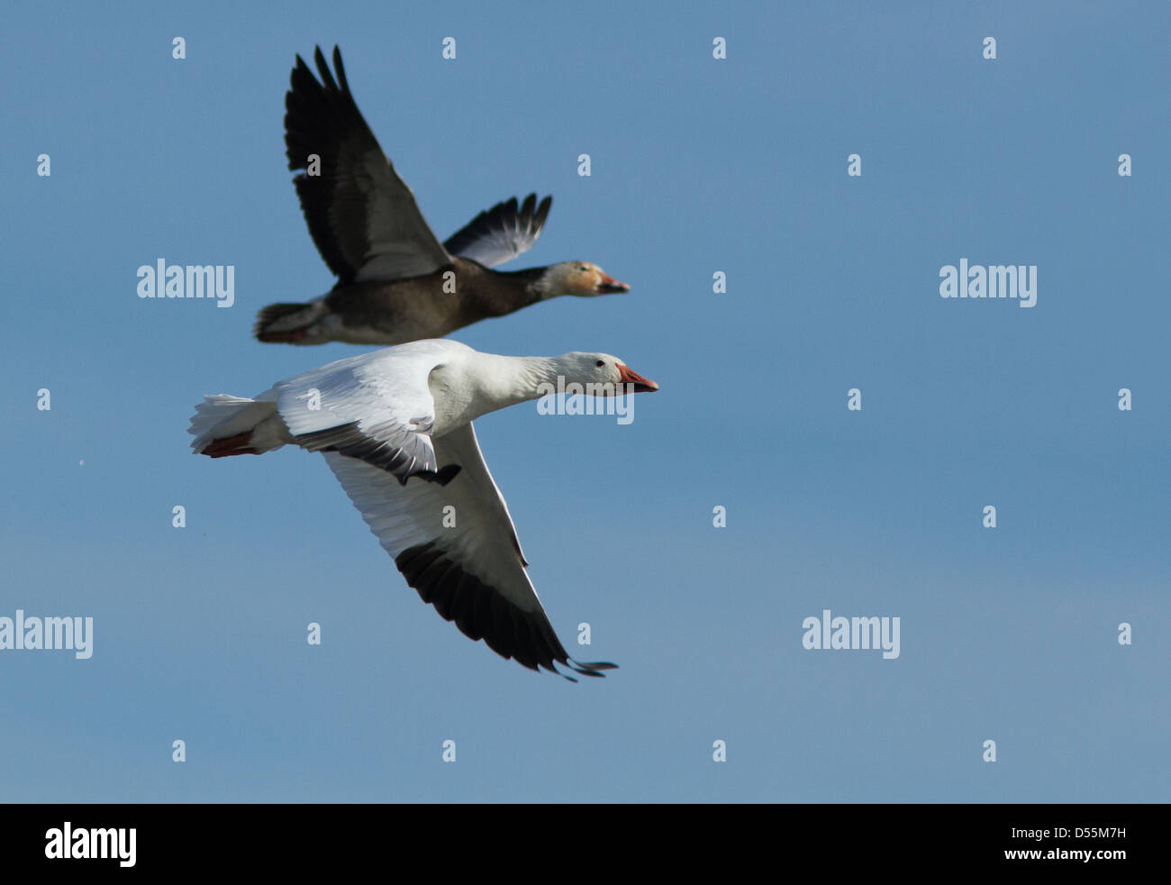 Snow Goose migration in Canada Stock Photo - Alamy