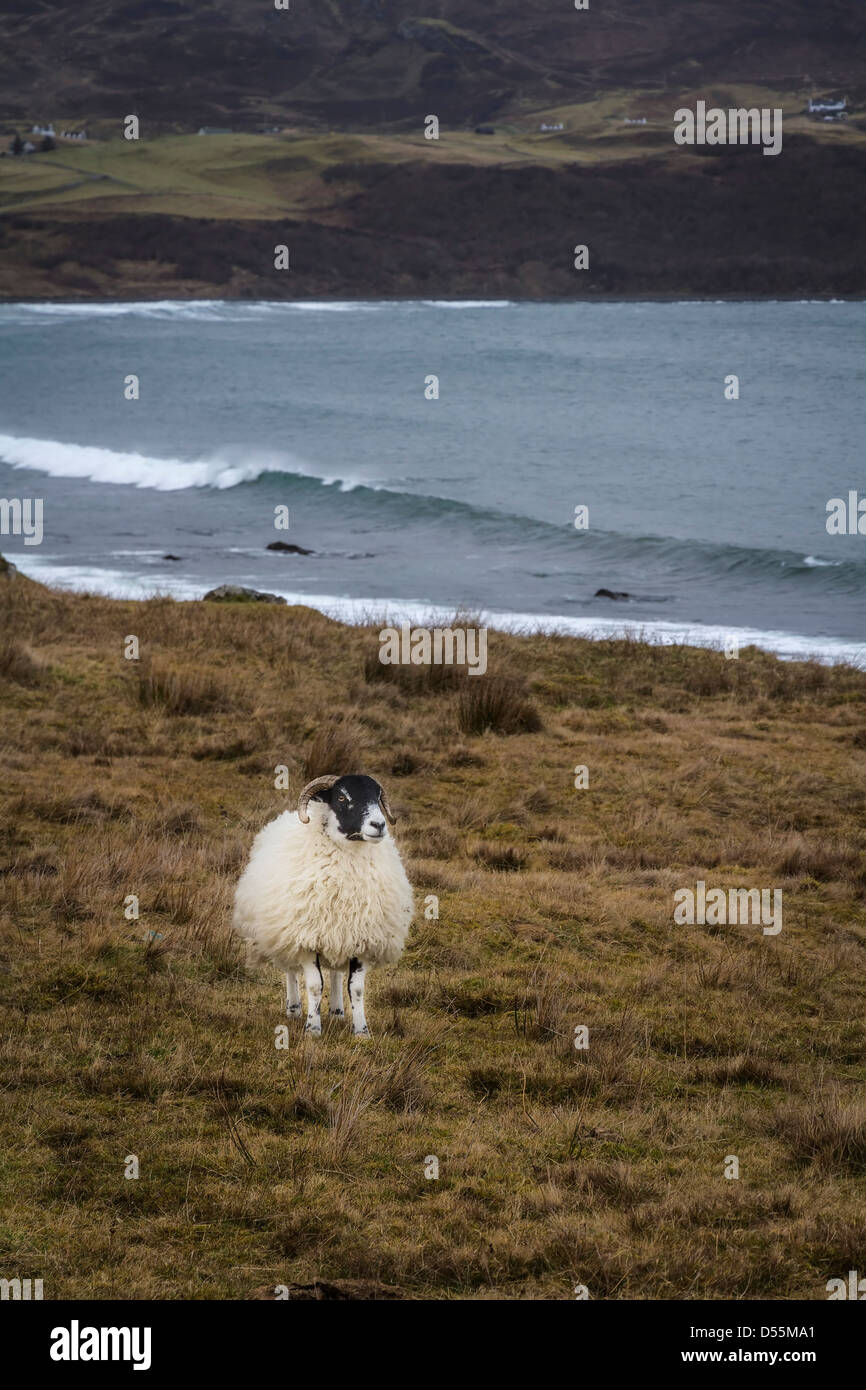 Scottish blackface sheep grazing on the shoreline, Isle of Skye ...