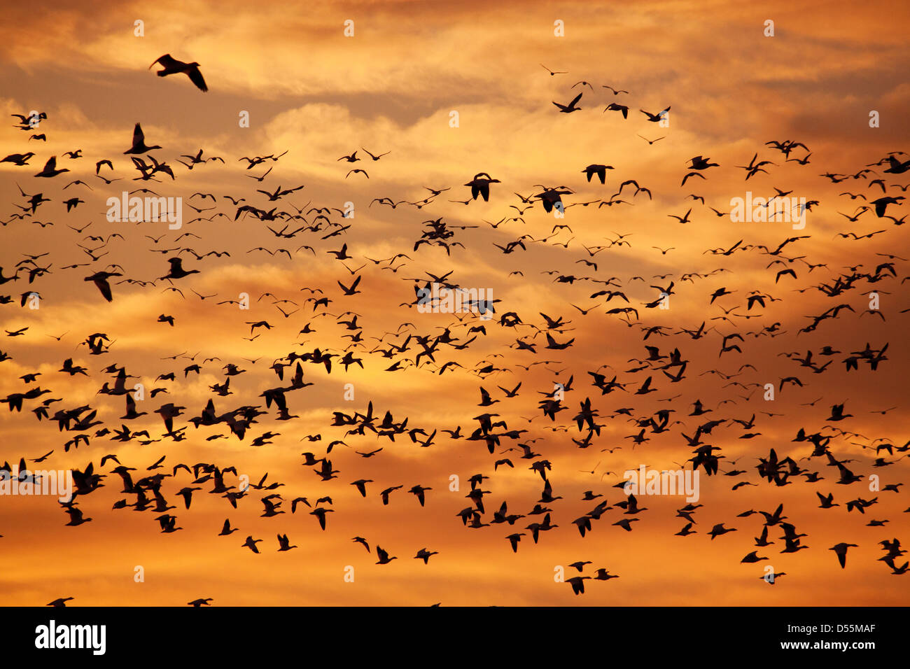 Snow Goose migration in Canada Stock Photo - Alamy
