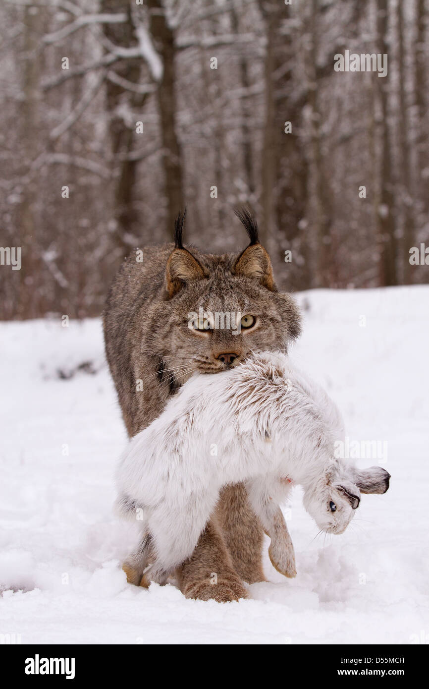 Canada Lynx, Lynx canadansis in snow, with Snowshoe Hare Stock Photo ...