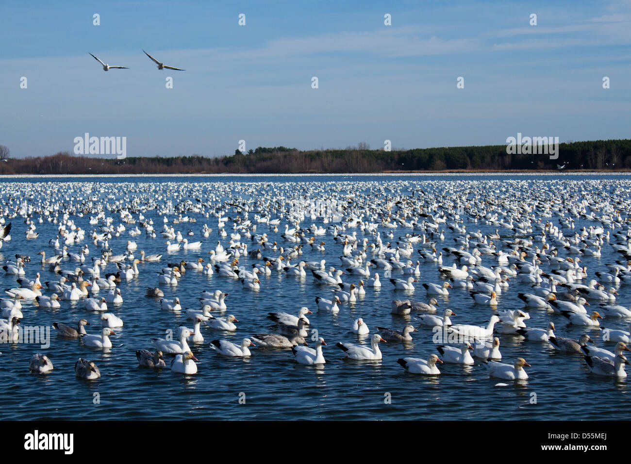 Snow Goose migration in Canada Stock Photo - Alamy