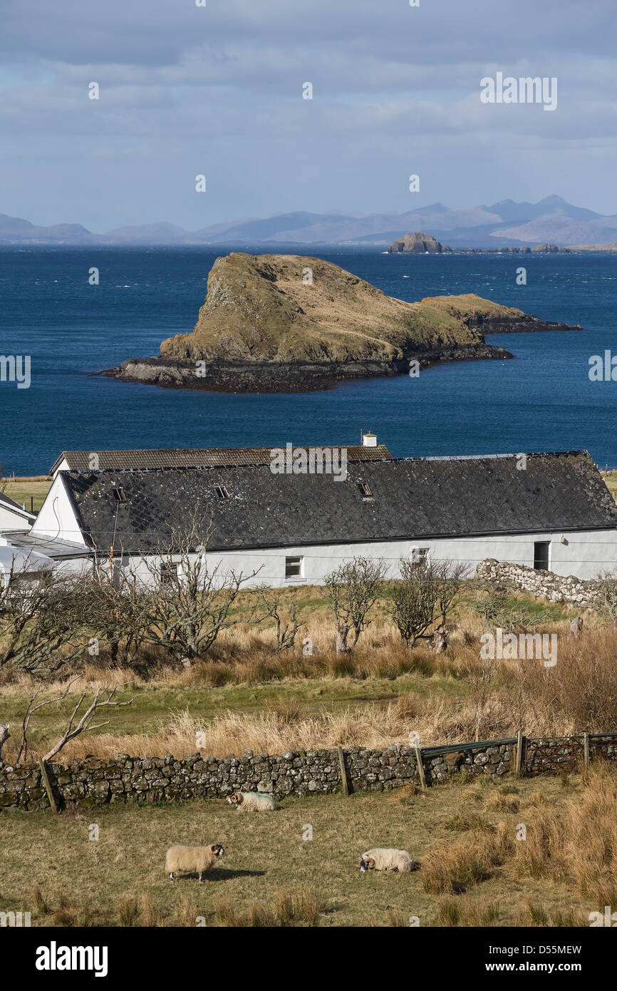Croft scotland sheep hi-res stock photography and images - Alamy