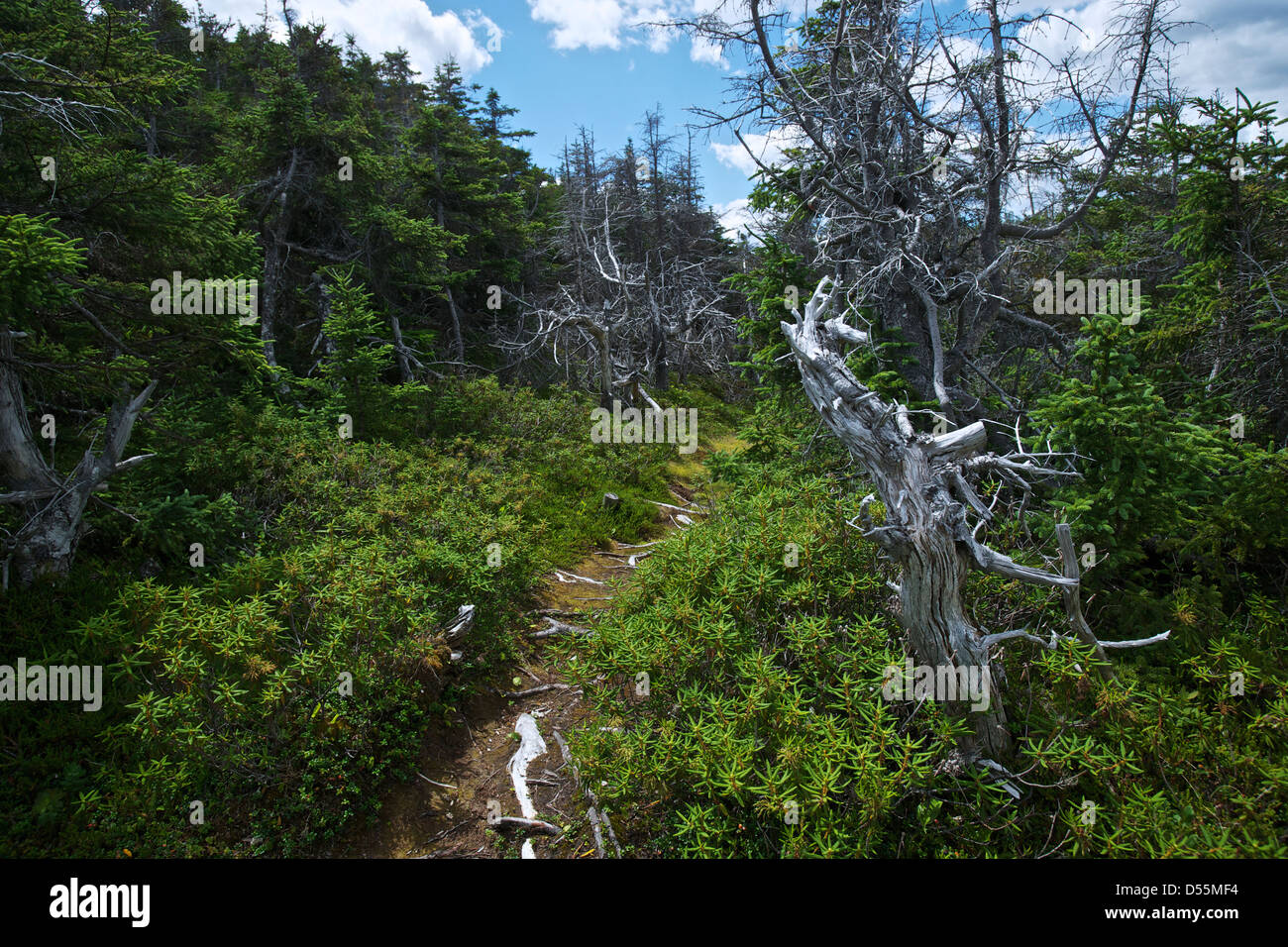 Trees newfoundland canada hi-res stock photography and images - Alamy