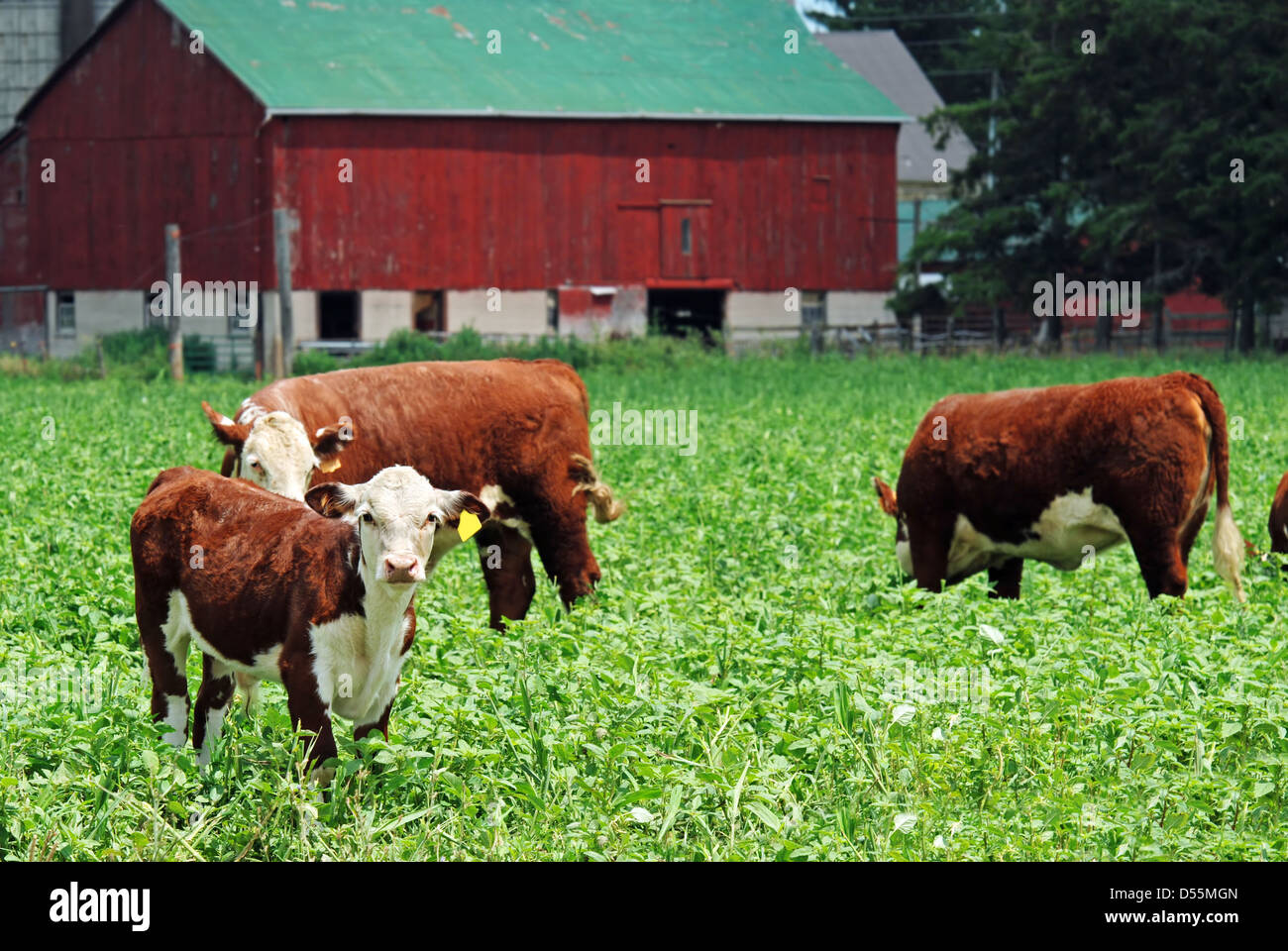 Young cows hi-res stock photography and images - Alamy