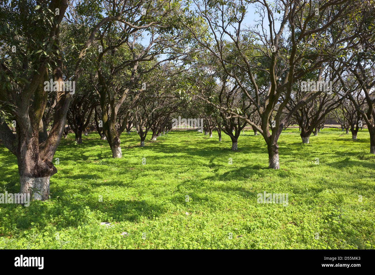 A beautiful sunny mango orchard at Pinjore Gardens in the state of ...