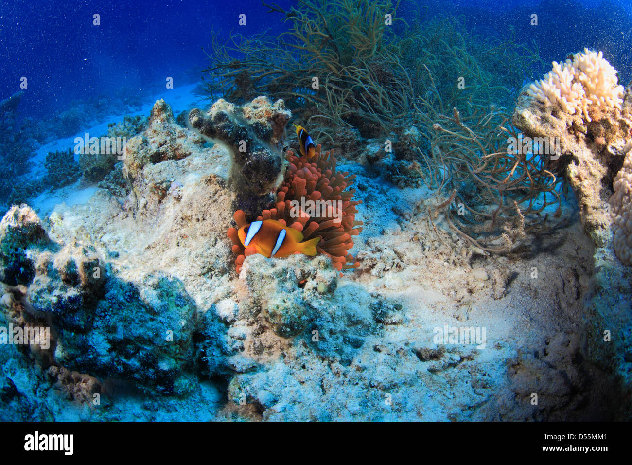 Marine Life in the Red Sea Stock Photo - Alamy