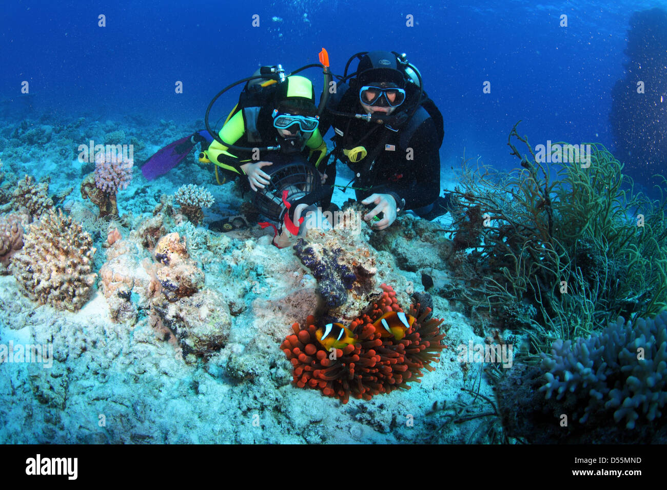 Marine Life in the Red Sea Stock Photo - Alamy