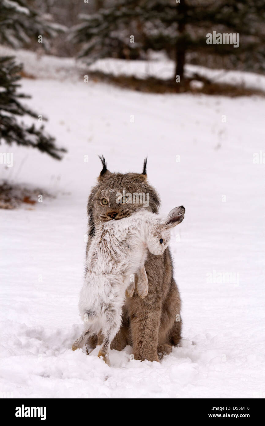 Canada Lynx, Lynx canadansis in snow, with Snowshoe Hare Stock Photo ...
