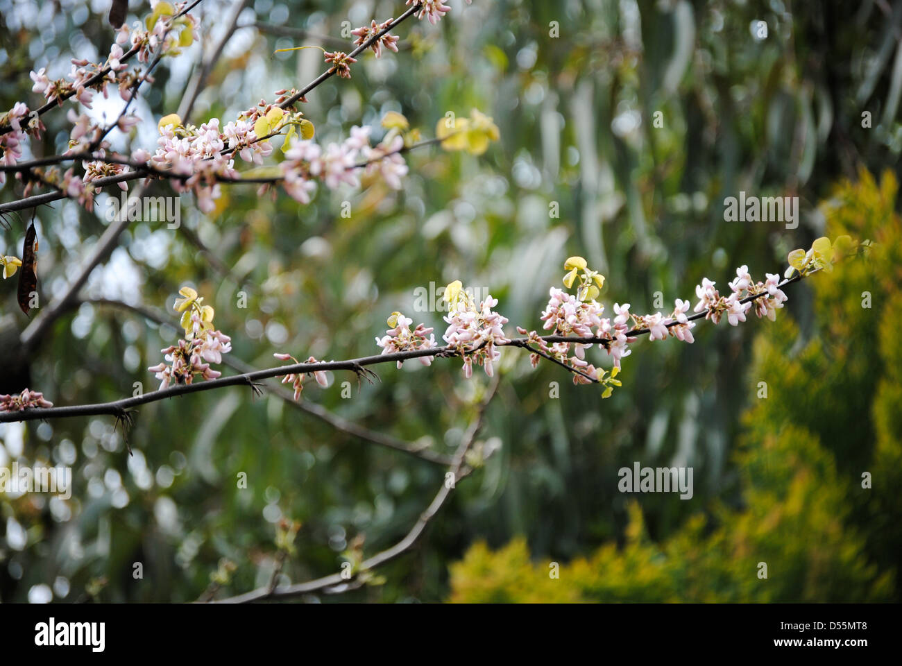 Branches of a cherry blossom tree during spring Stock Photo - Alamy