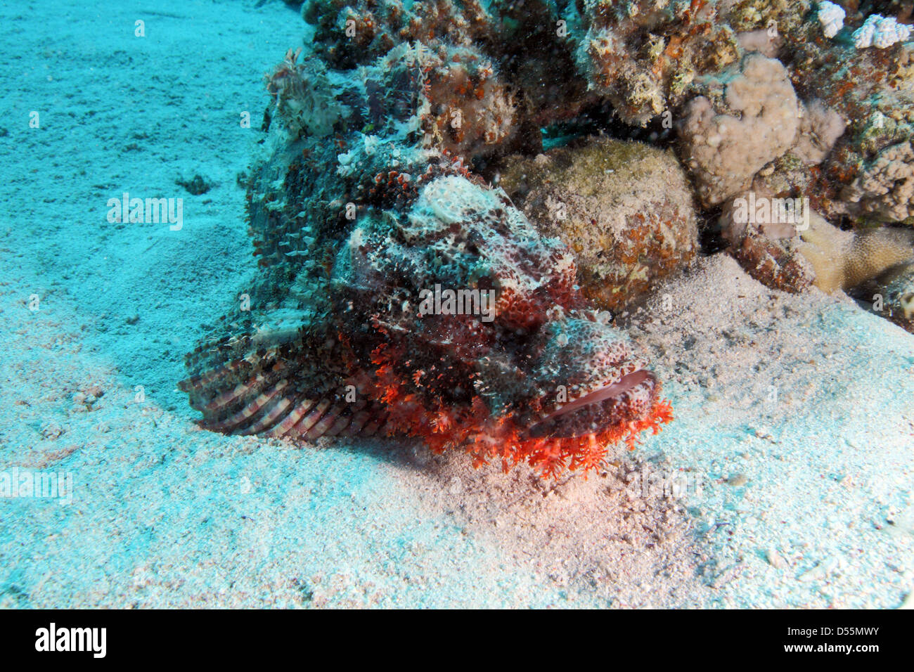 Marine Life in the Red Sea Stock Photo - Alamy