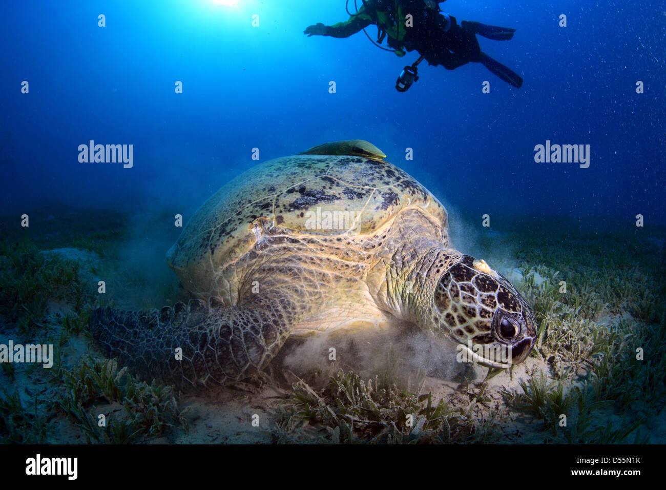 Marine Life in the Red Sea Stock Photo - Alamy
