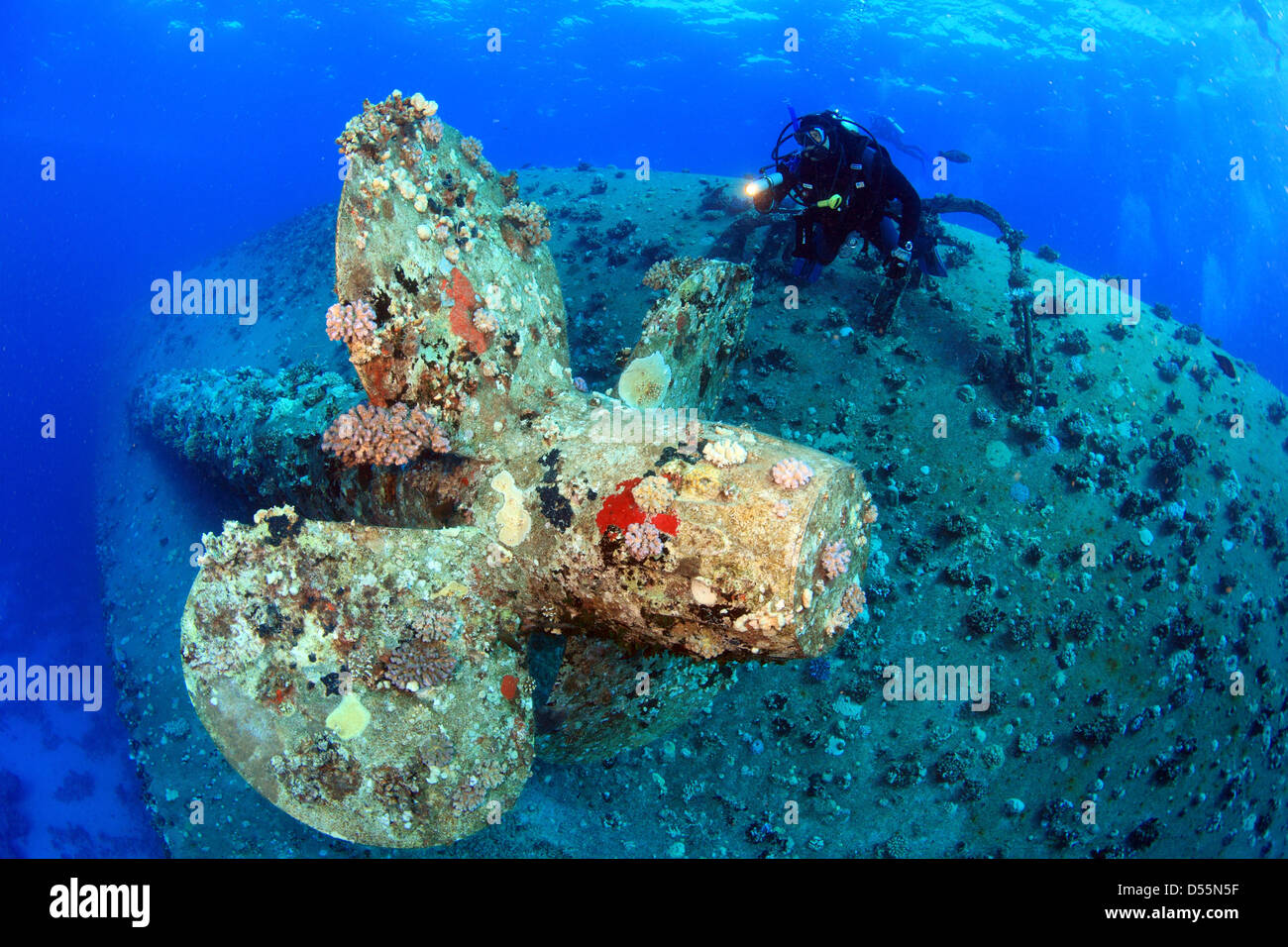 Marine Life in the Red Sea Stock Photo - Alamy