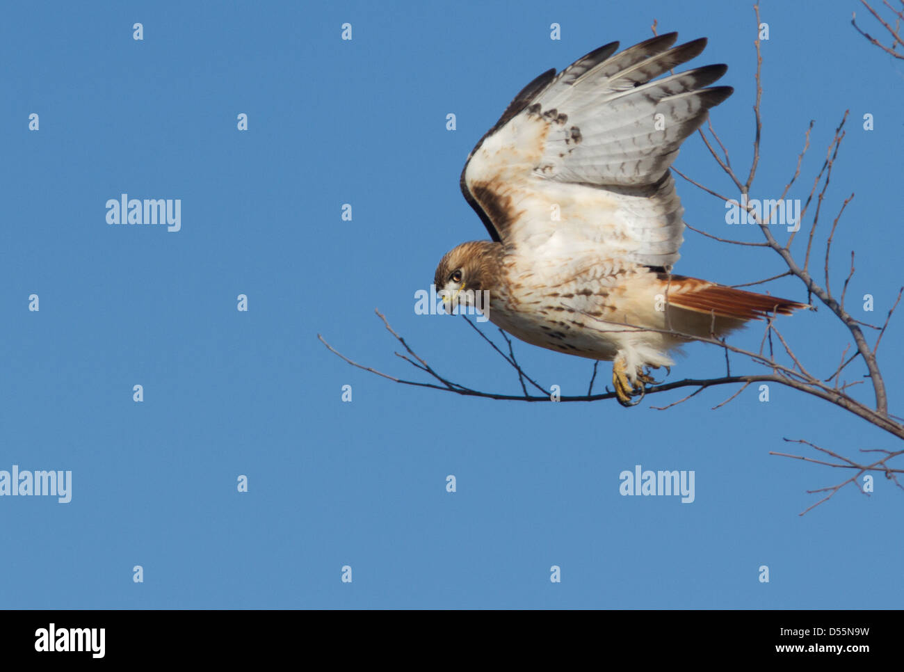 Red-tailed Hawk (Buteo jamaicensis) take off Stock Photo - Alamy