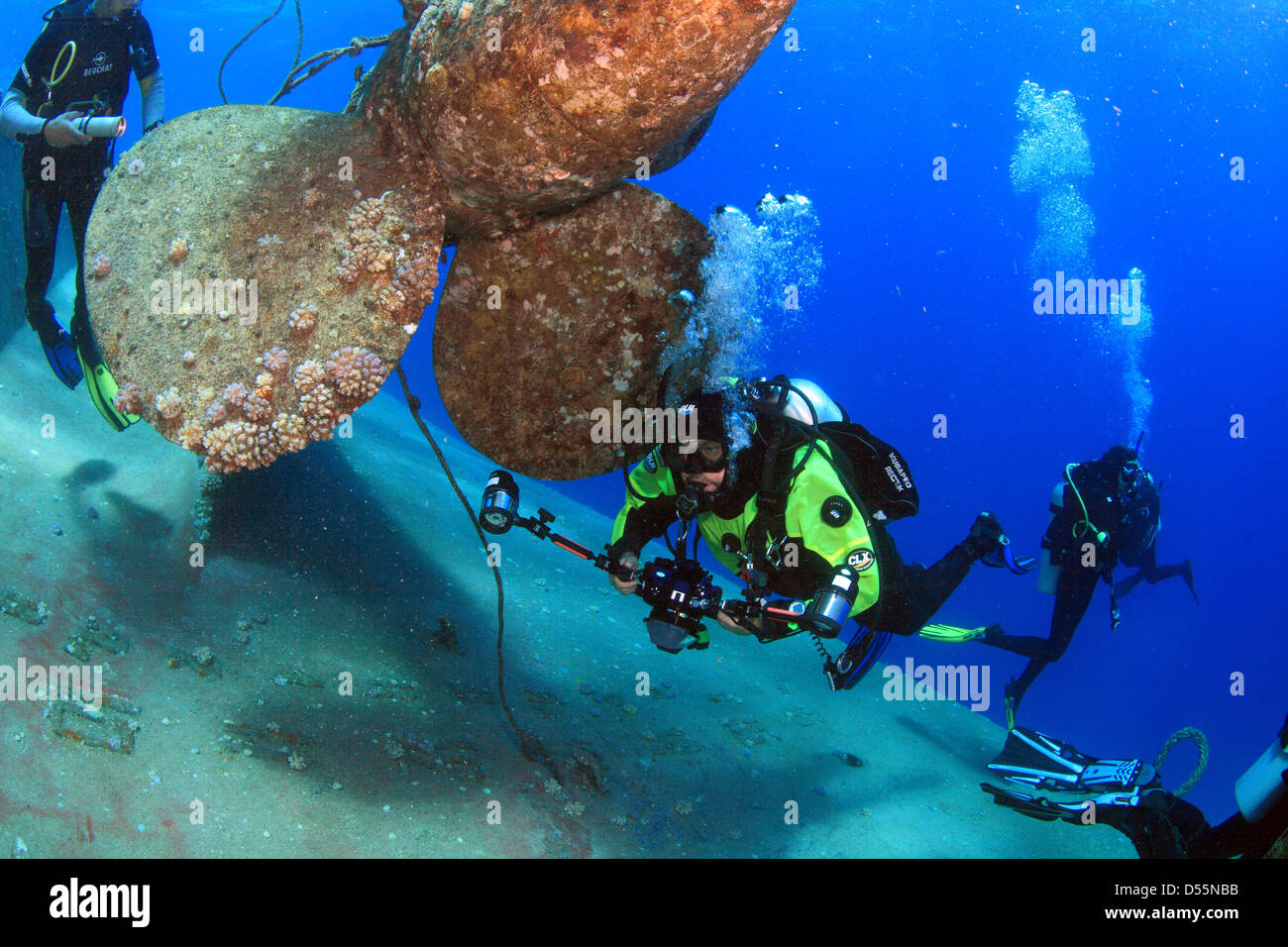 Marine Life in the Red Sea Stock Photo - Alamy