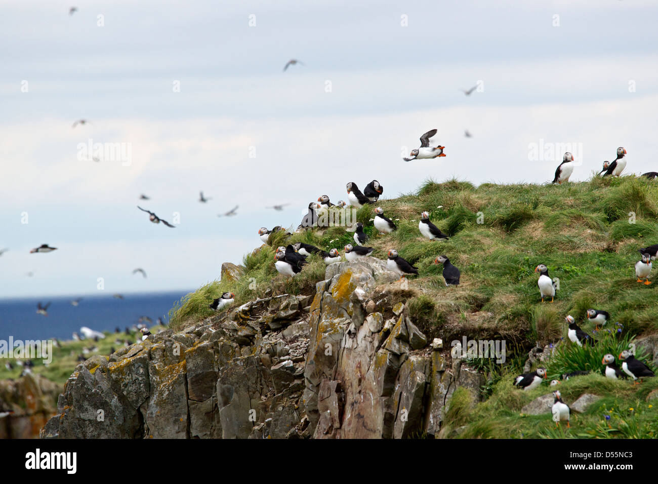 A colony of Atlantic Puffins on a cliff near Elliston, Newfoundland ...