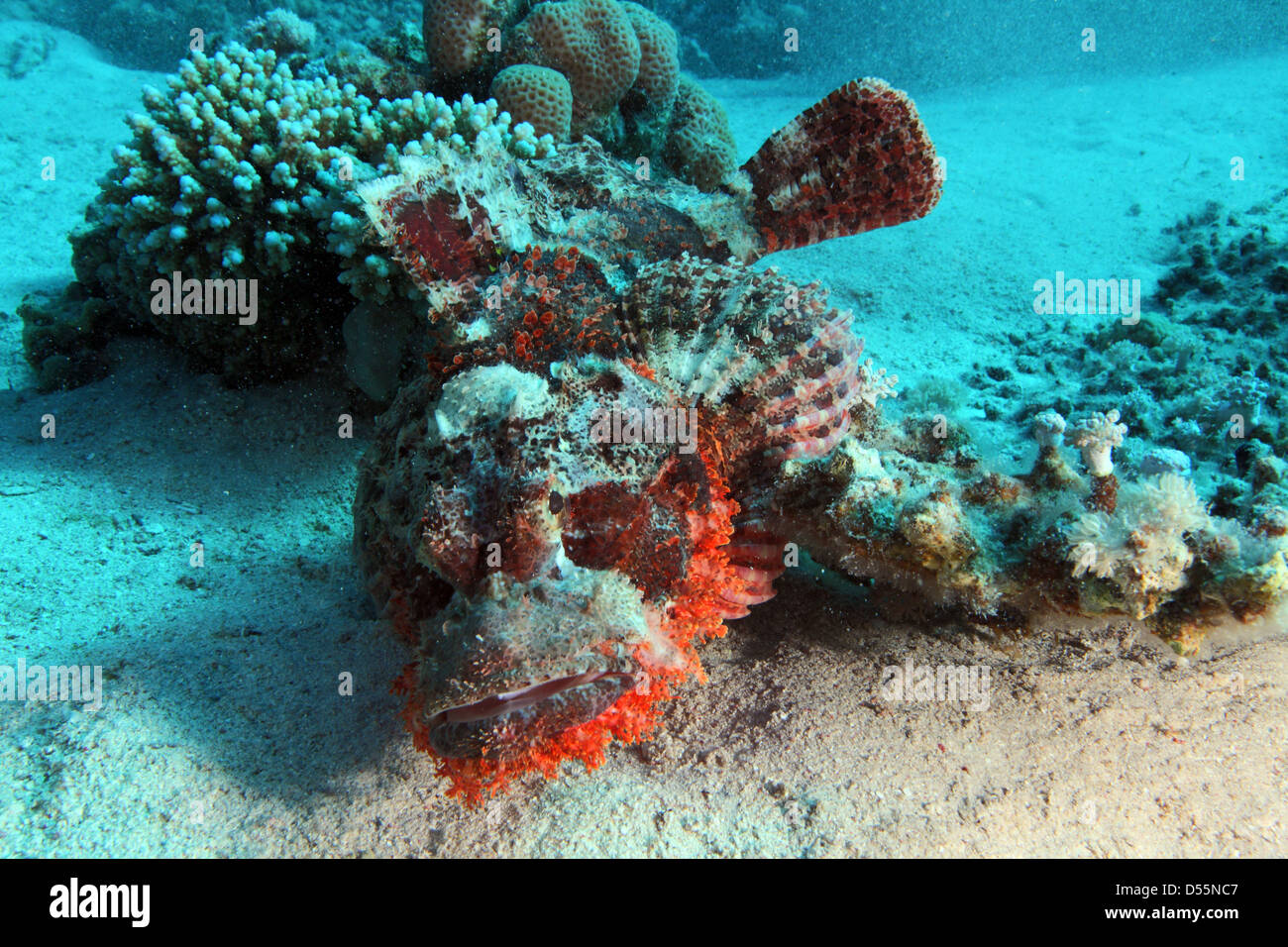Marine Life in the Red Sea Stock Photo - Alamy