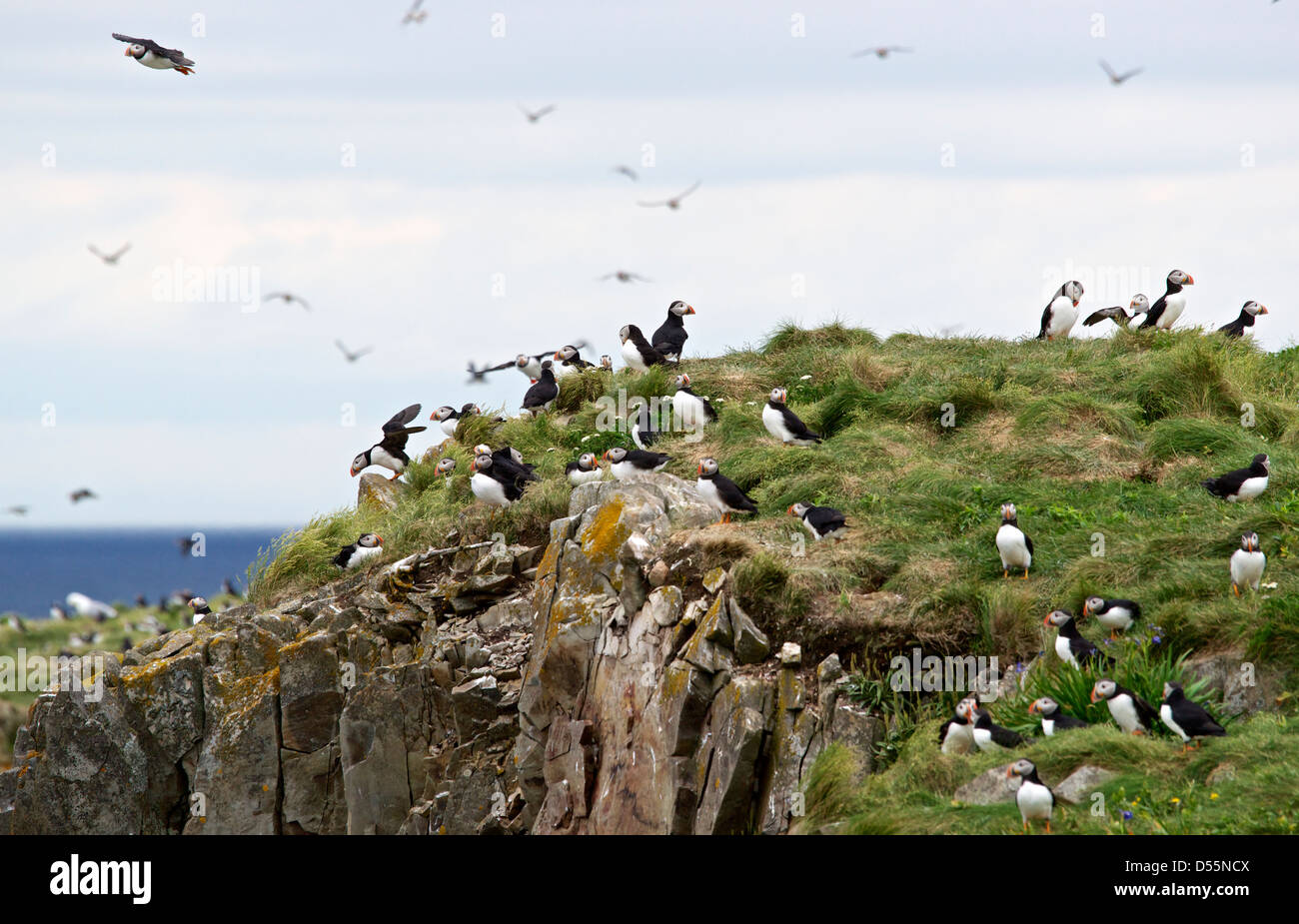Newfoundland canada birds hi-res stock photography and images - Alamy