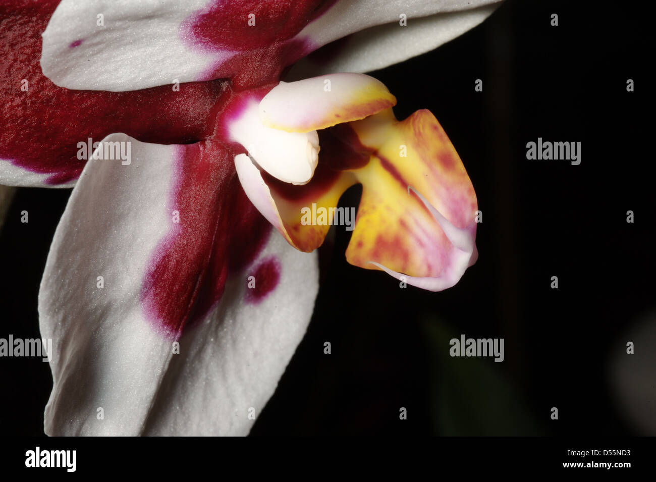 amazing colorful orchid flower Stock Photo - Alamy