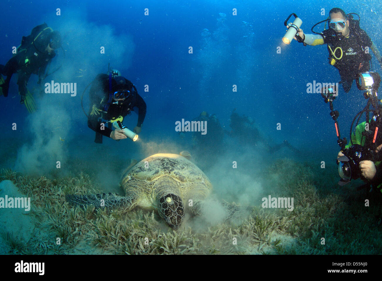 Marine Life in the Red Sea Stock Photo - Alamy