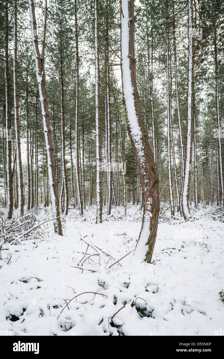 Snow woodland hi-res stock photography and images - Alamy