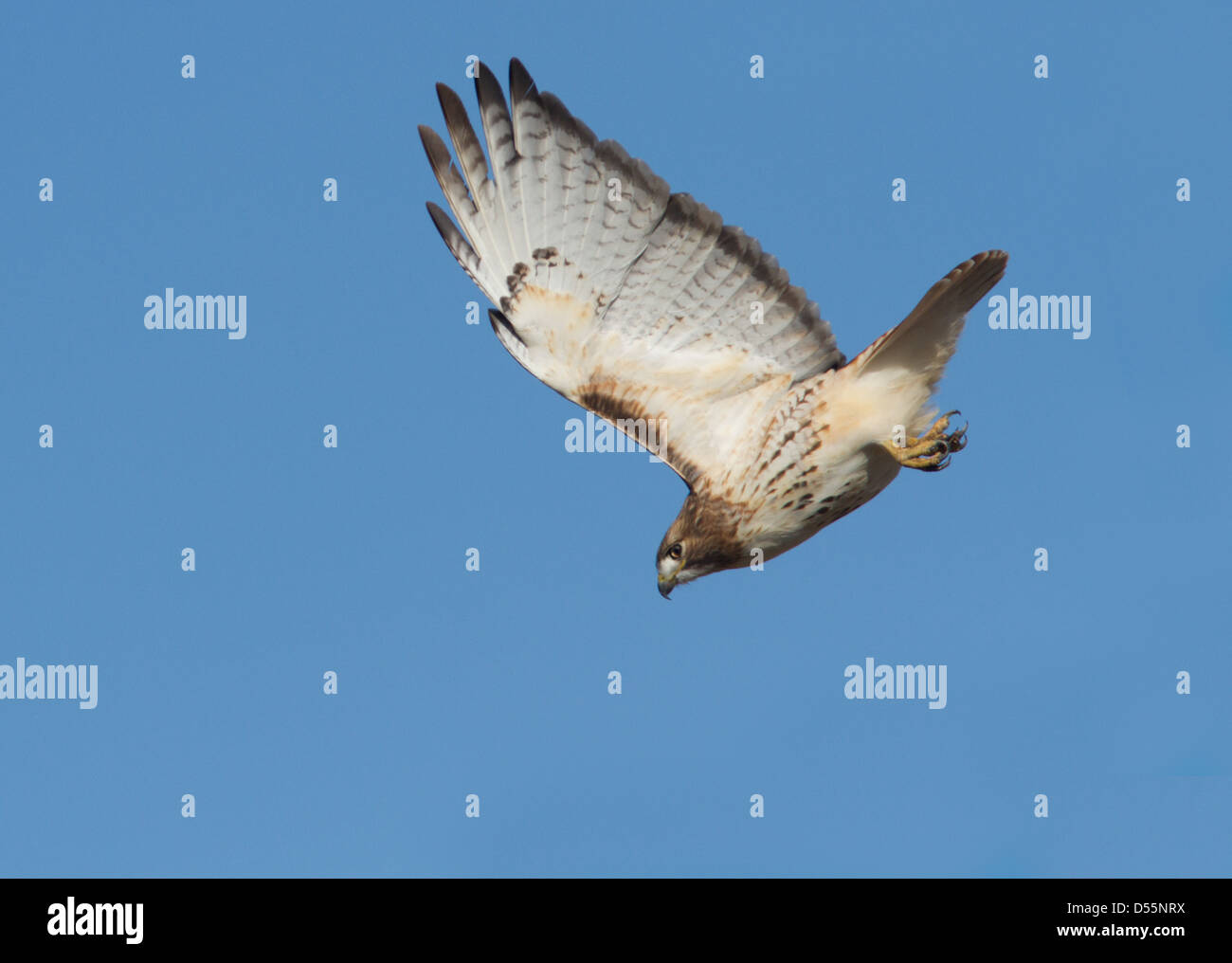 Hawk flight hi-res stock photography and images - Alamy