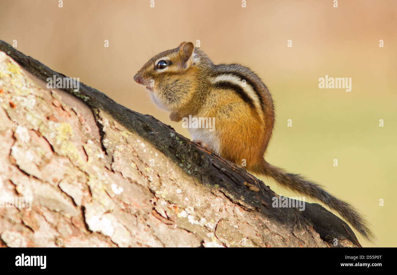 Chipmunk hole nut hi-res stock photography and images - Alamy