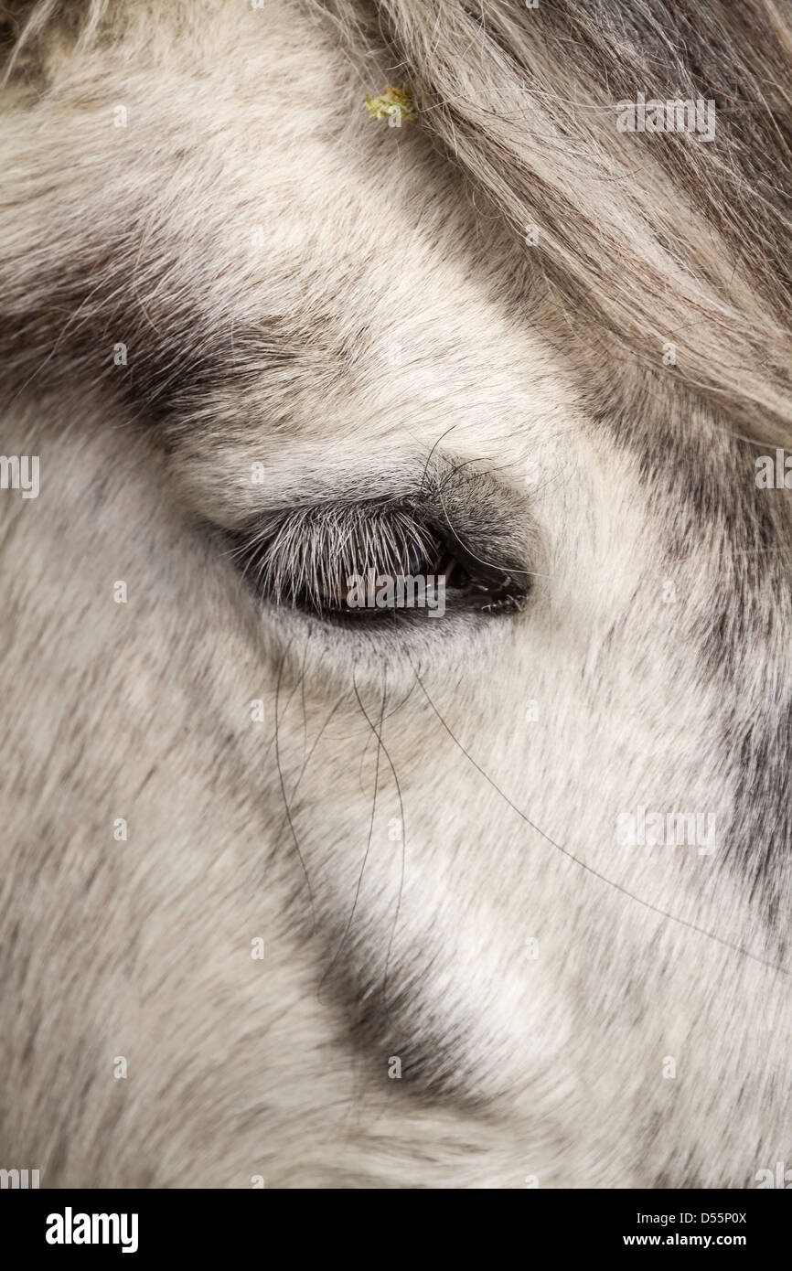 Eye pony hi-res stock photography and images - Alamy