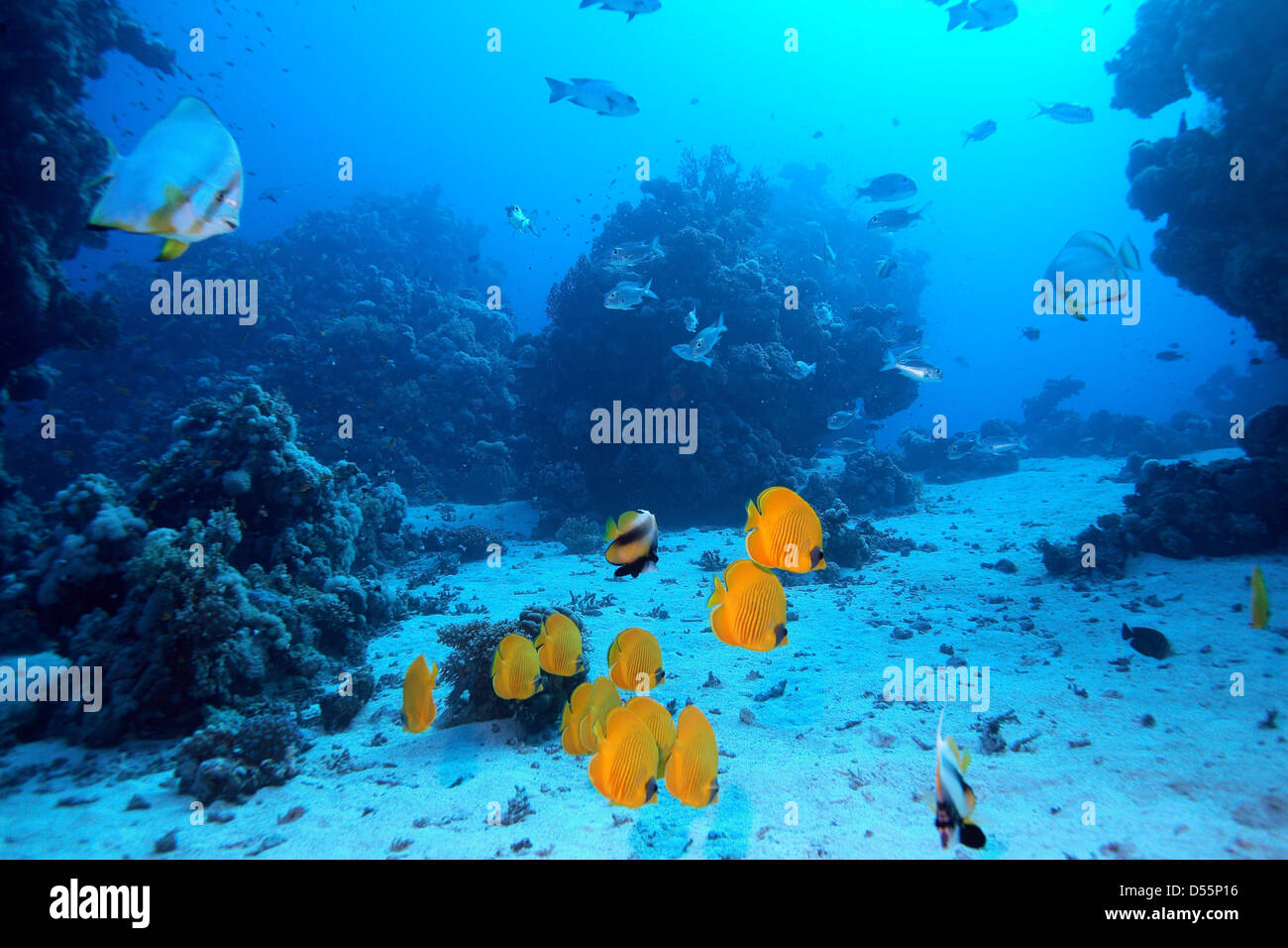 Marine Life in the Red Sea Stock Photo - Alamy