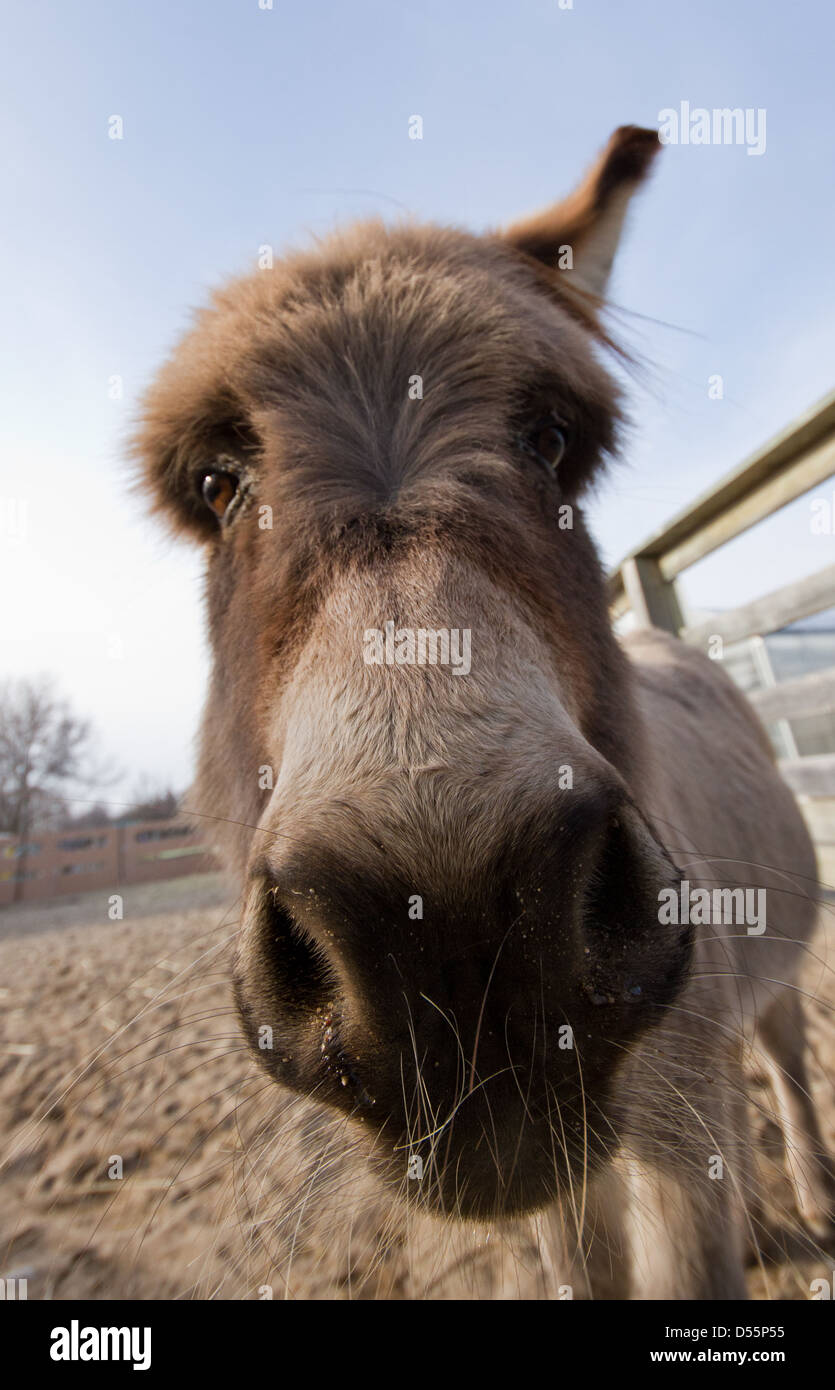 Wide angle, Funny Portrait of a brown donkey in winter Stock Photo - Alamy