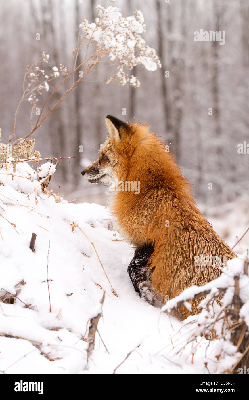 Red fox vulpes hi-res stock photography and images - Alamy