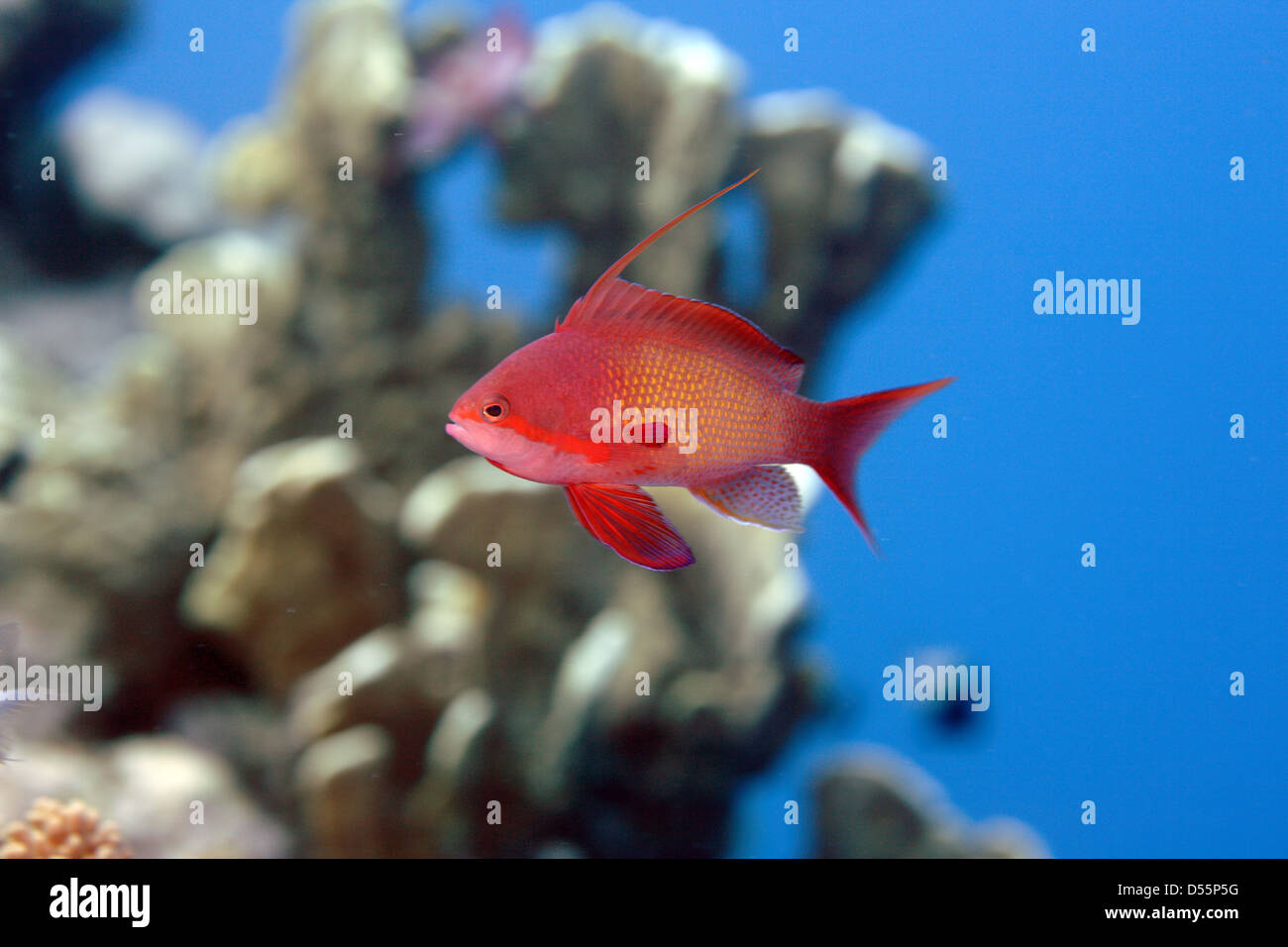 Marine Life in the Red Sea Stock Photo - Alamy