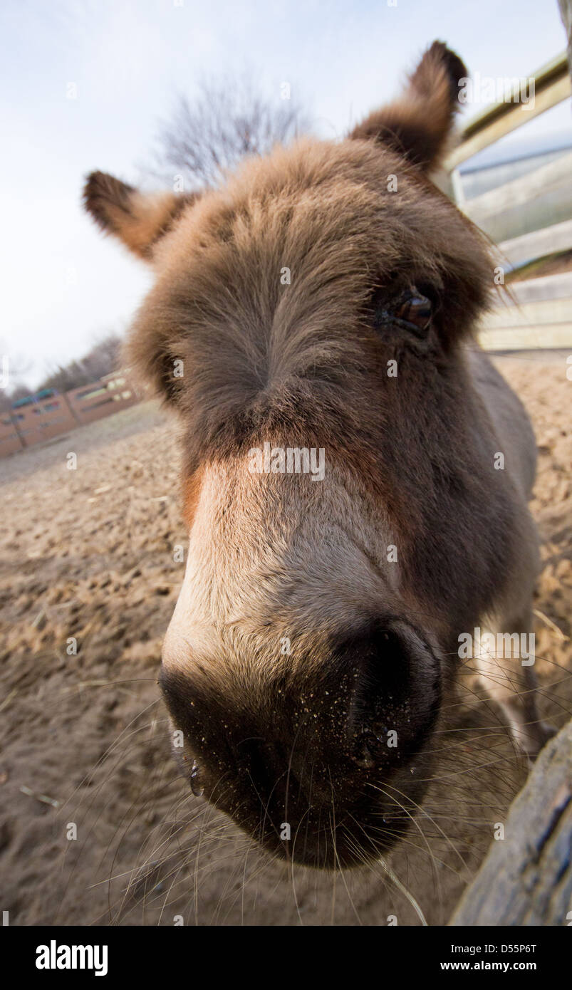 Wide angle, Funny Portrait of a brown donkey in winter Stock Photo - Alamy