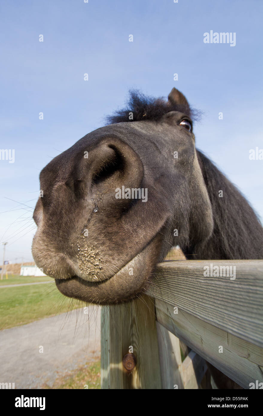Horse funny expression hi-res stock photography and images - Alamy