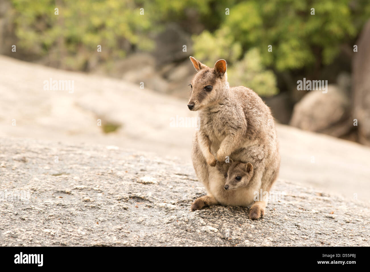 Mareeba Rock Wallaby with Joey, North Queensland, Australia Stock Photo ...